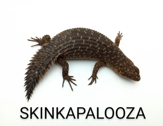 Gidgee's Spiny-tailed Skinks More Skink by Nivens Critter Studio