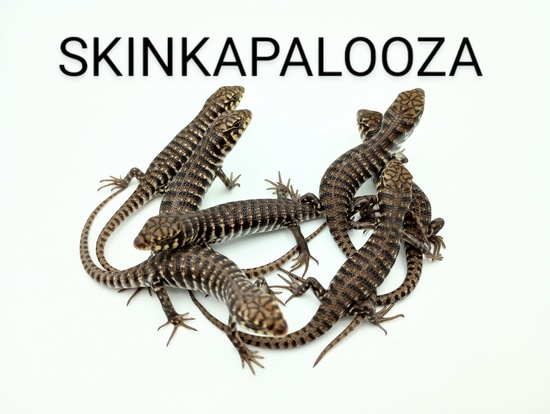 Kenyan Zebra Skinks More Skink by Dakota's Critter Studio
