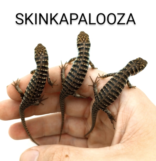 Kenyan Zebra Skinks More Skink by Nivens Critter Studio