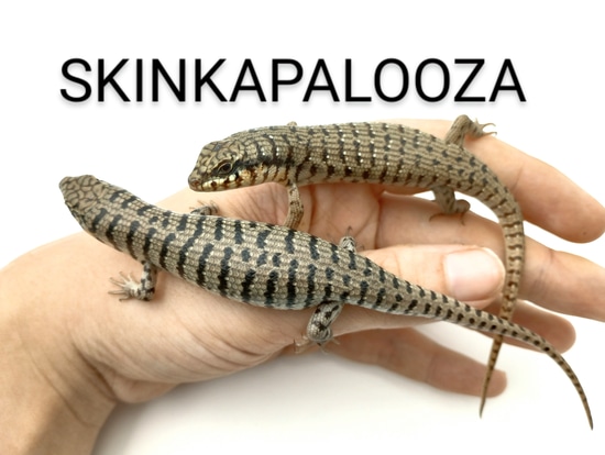 Kenyan Zebra Skinks More Skink by Dakota's Critter Studio