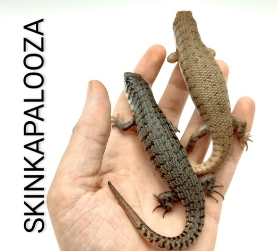 Kenyan Zebra Skinks More Skink by Dakota's Critter Studio