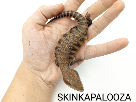 Orange Northern Northern Blue-Tongued Skink by Dakota's Critter Studio