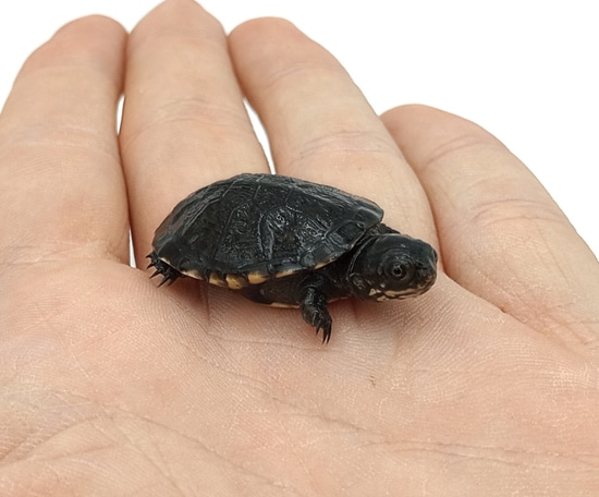 '24 African Dwarf Mud Turtle Baby Side-Necked Turtle by Dakota's ...