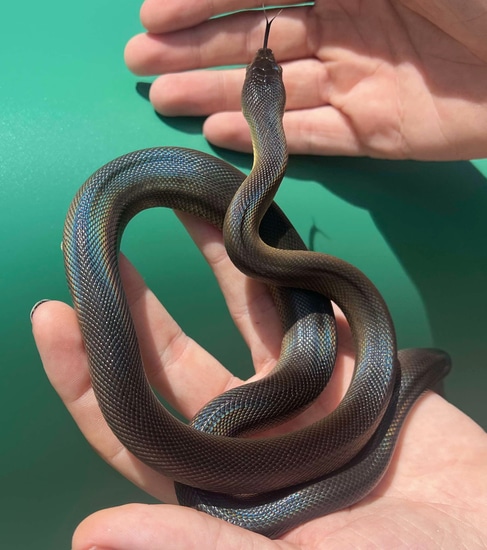 2024 Water Python by Dakota's Critter Studio