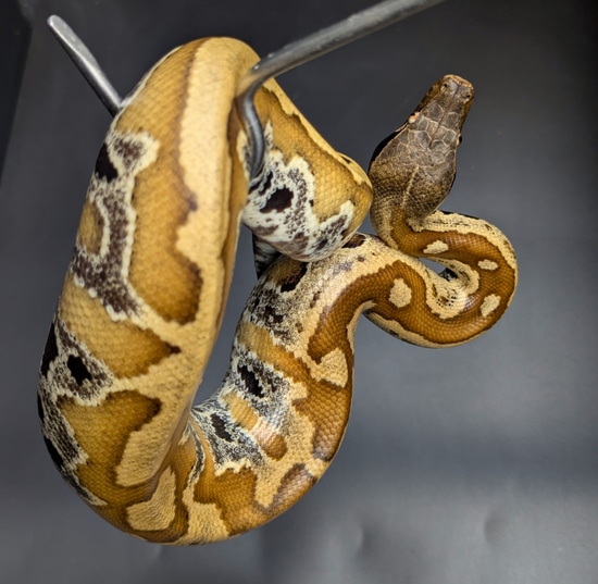 "STRIPED" Red Blood Blood Python by Dakota's Critter Studio
