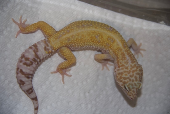 Mack Snow Raptor Pos Het MP Leopard Gecko by Gigem Geckos and Dart Frogs