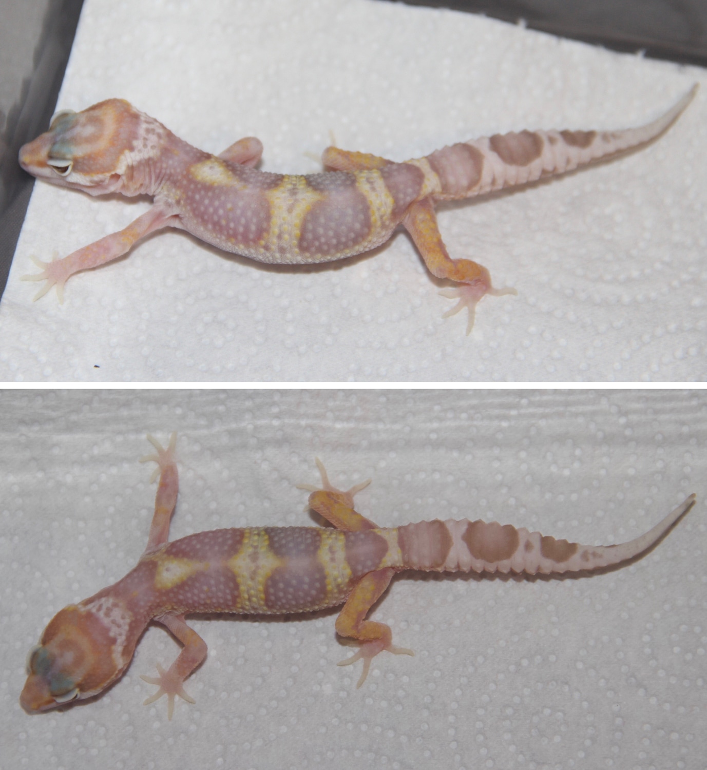 Mack Snow Tremper Het Diablo Blanco Leopard Gecko by Gigem Geckos and ...