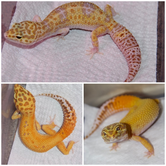 !SALE! TRIO: Raptor/Mack Snow/Blood/Sunglow Leopard Gecko by Gigem ...