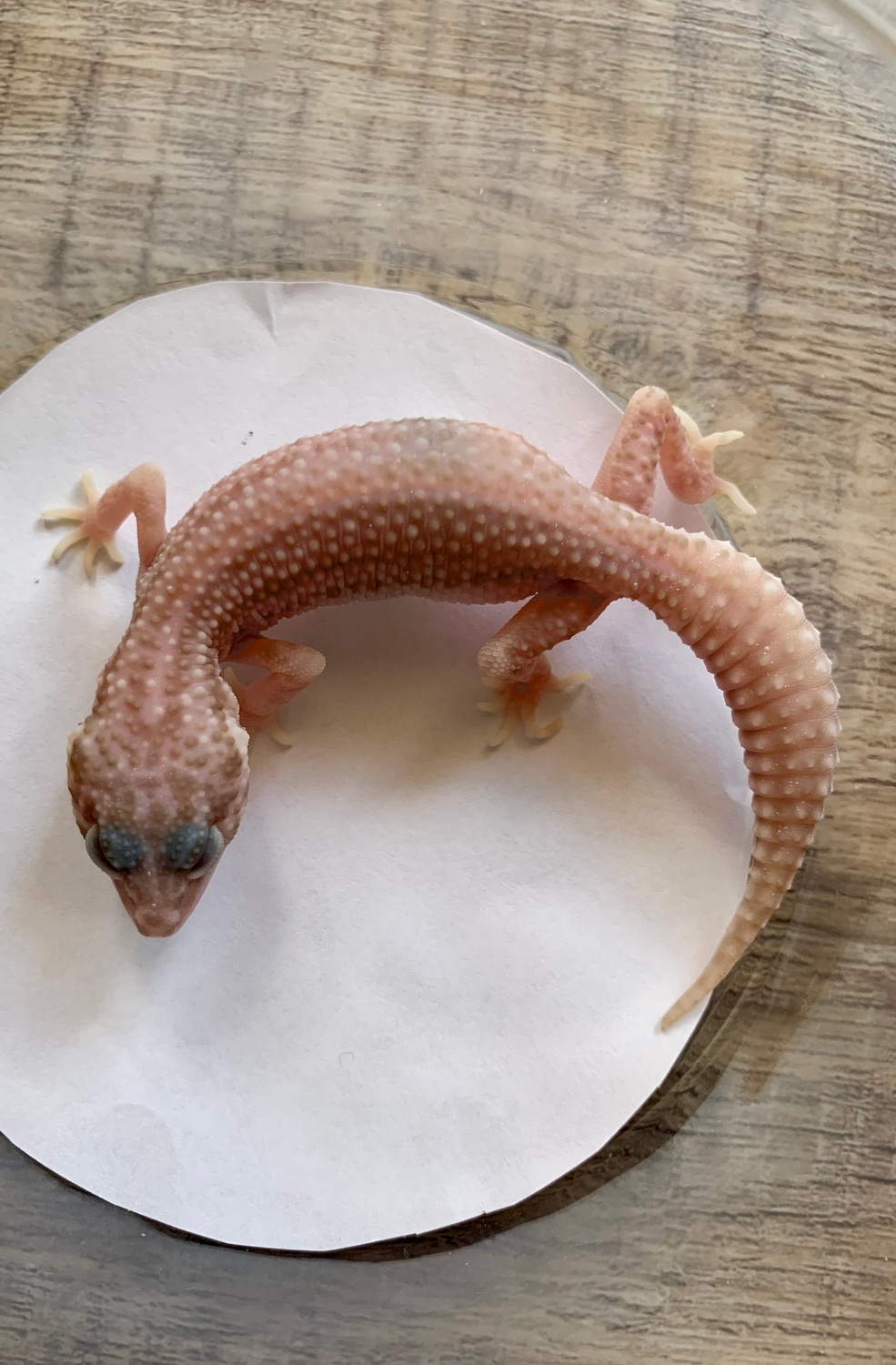 Super Snow Tremper Het Diablo Blanco Leopard Gecko by Gigem Geckos and ...