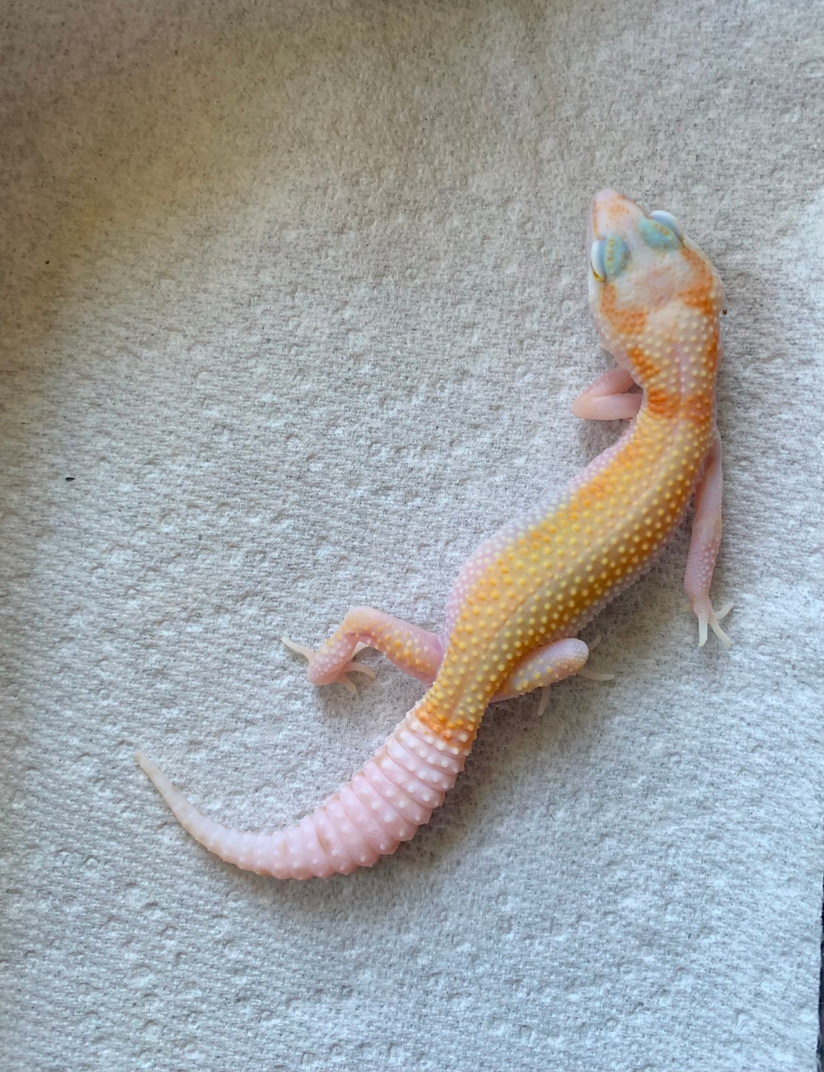 W/Y Raptor Red Stripe Leopard Gecko by Gigem Geckos and Dart Frogs ...