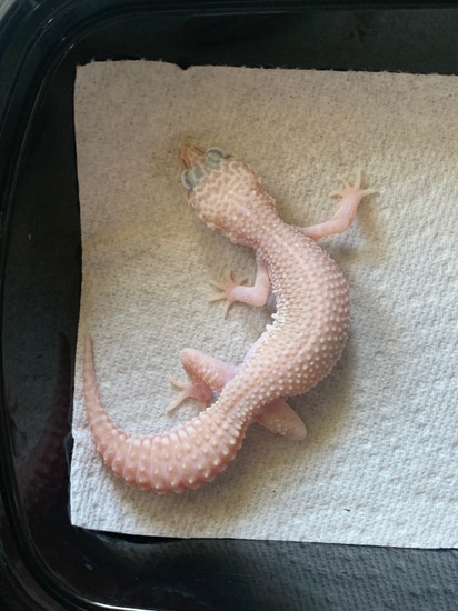 TRIO SS Diablo Blanco Project Leopard Gecko by Gigem Geckos and Dart Frogs