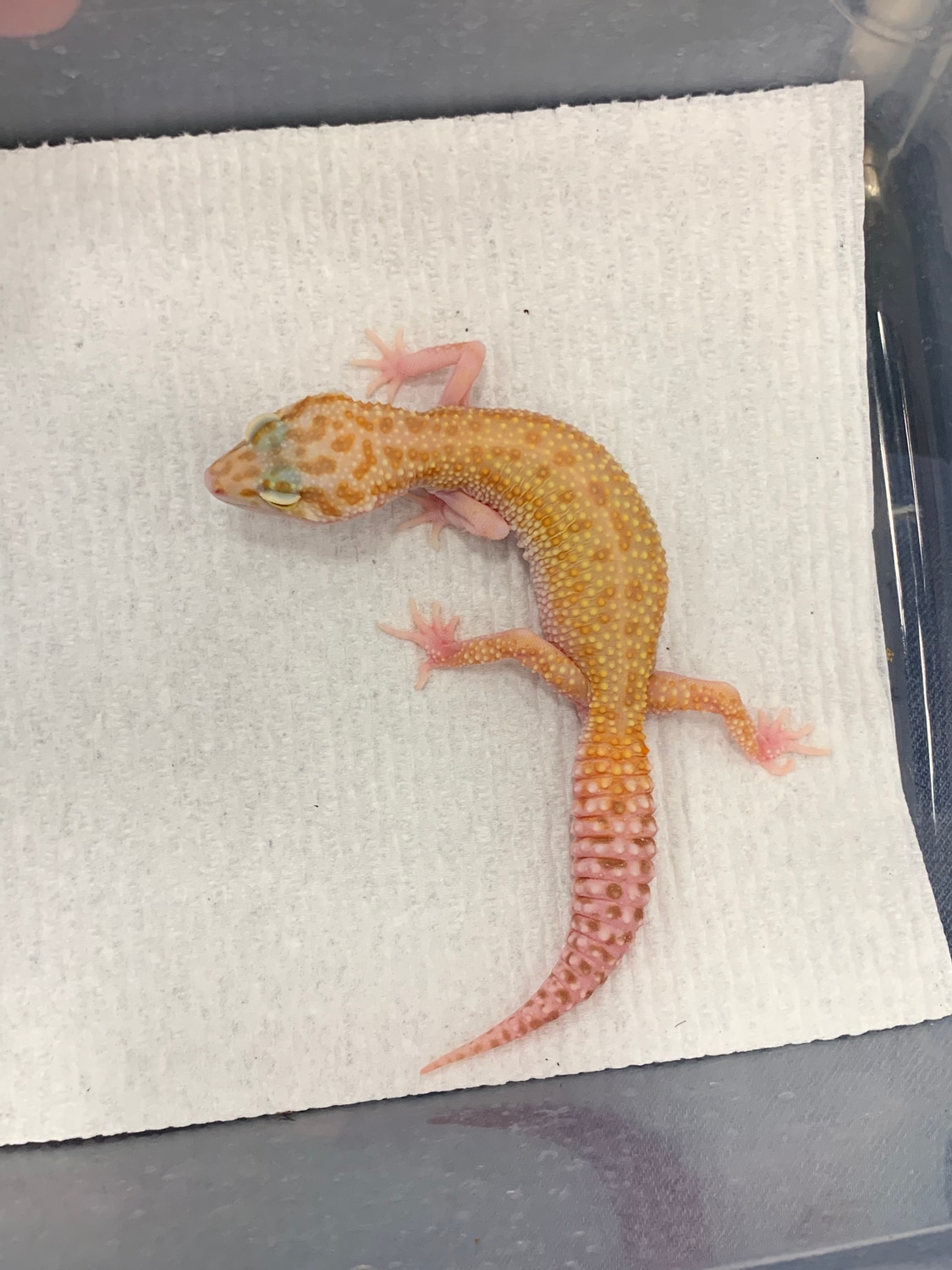 Raptor Red Stripe Leopard Gecko by Gigem Geckos and Dart Frogs ...