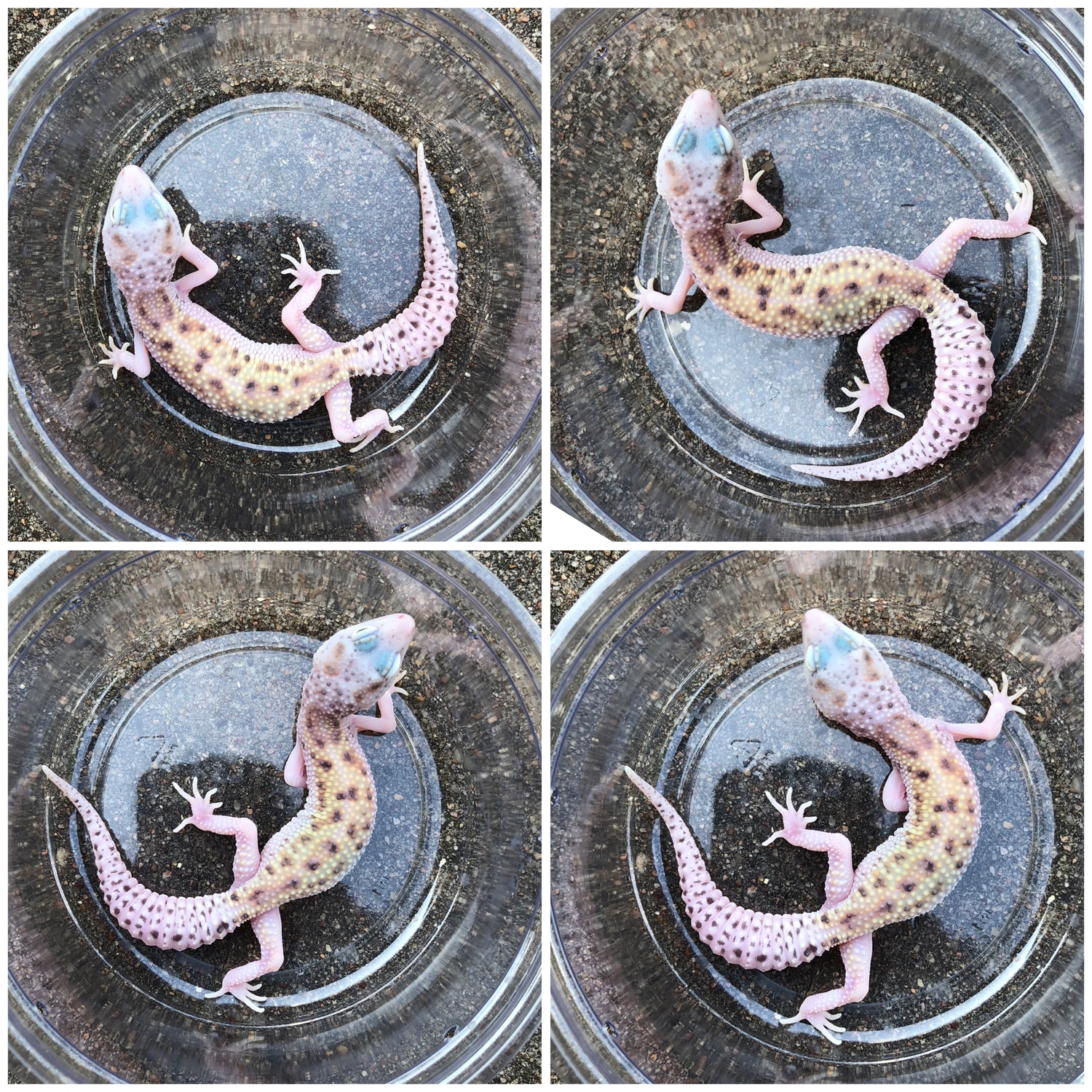 W/Y Macksnow Eclipse From High Pied Genetics Leopard Gecko by Gigem ...