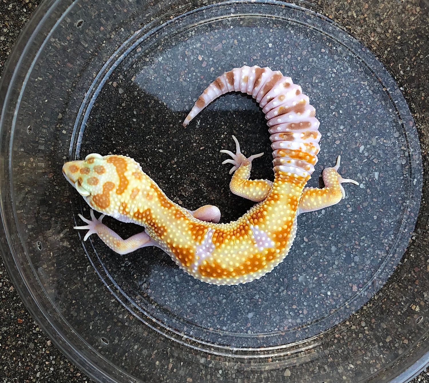 White & Yellow Banded Tremper (Proven Breeder 18 Eggs) Leopard Gecko by ...