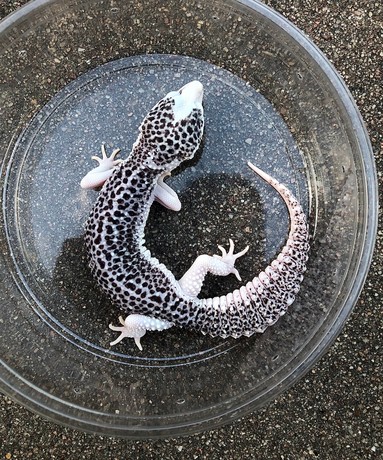 Pied Giant Super Snow Eclipse (Proven Breeder) Leopard Gecko by Gigem ...