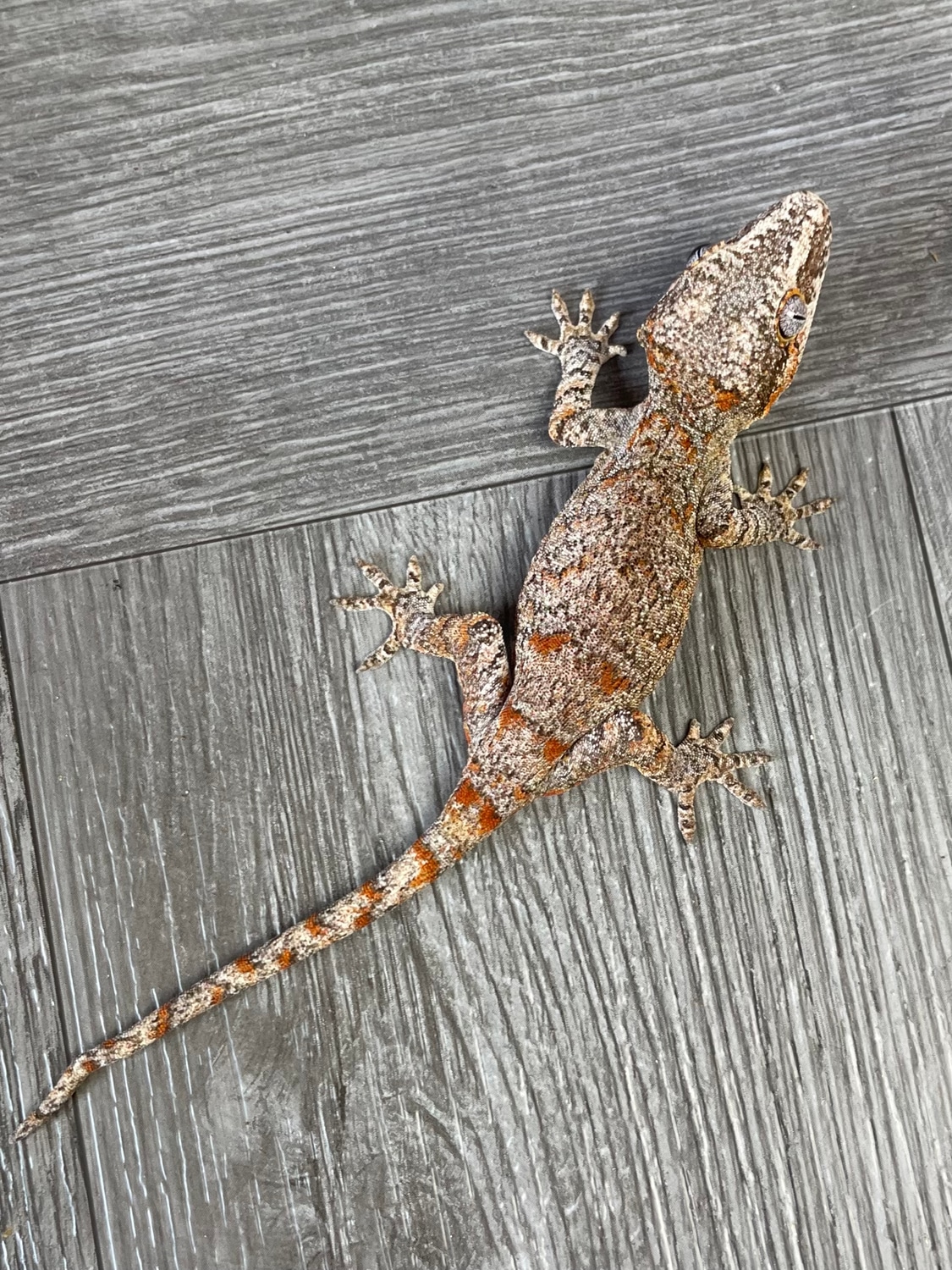 Orange Reticulated Gargoyle Gecko by Giggity Geckos - MorphMarket