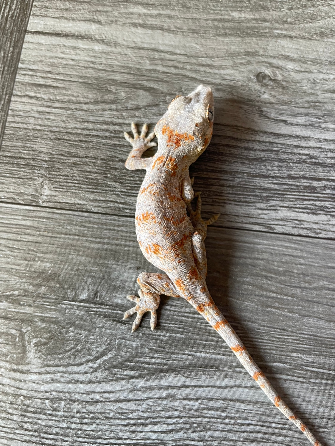 Orange Reticulated ‘21 Gargoyle Gecko by Giggity Geckos - MorphMarket