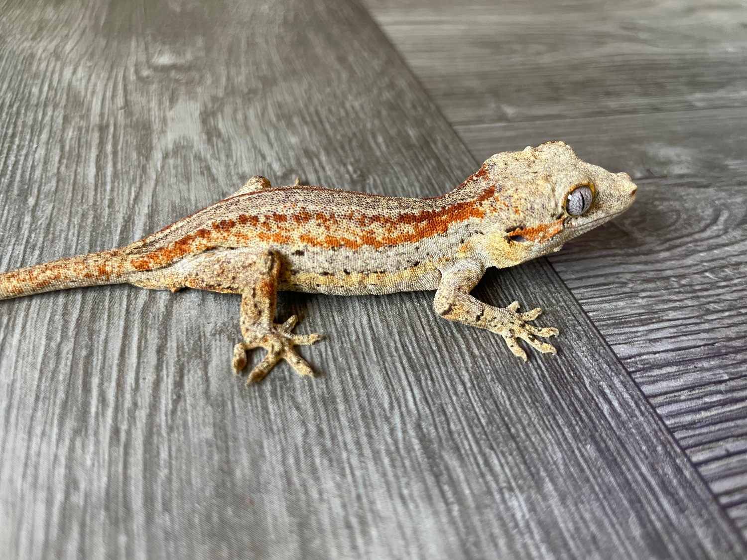 Red/Orange Stripe Gargoyle Gecko by Giggity Geckos - MorphMarket