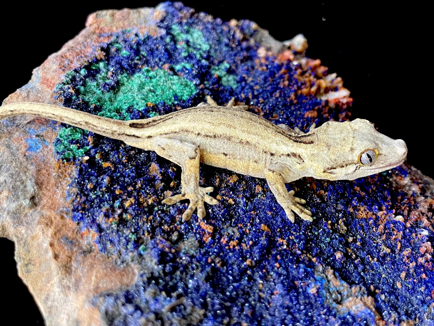 Black Stripe Gargoyle Gecko by Giggity Geckos - MorphMarket