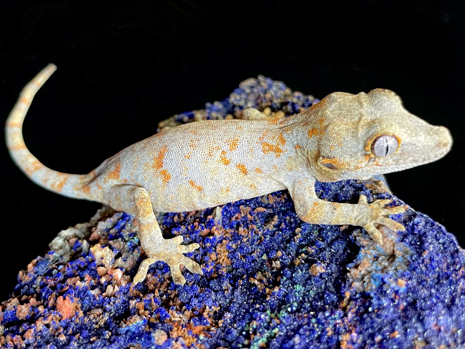 Orange Blotch Gargoyle Gecko by Giggity Geckos - MorphMarket