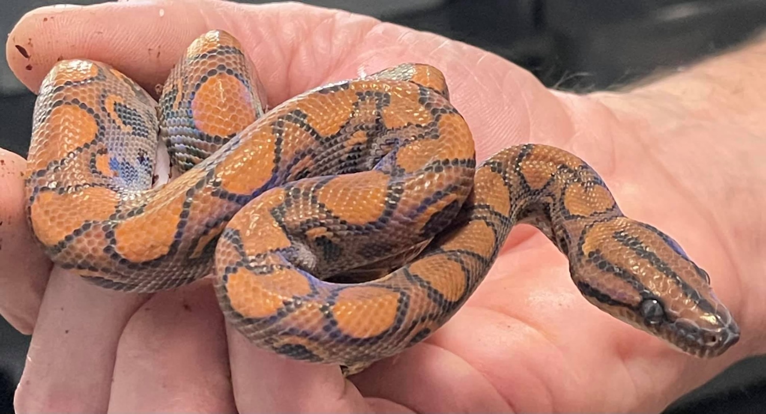 Rainbow Boa Boa Constrictor by J&G Boas - MorphMarket