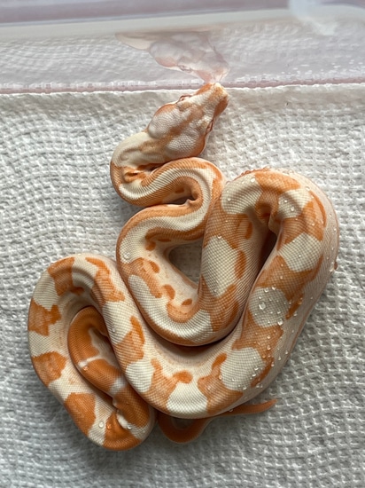 Motley Sunglow Pos Super Hypo Boa Constrictor by J&G Boas