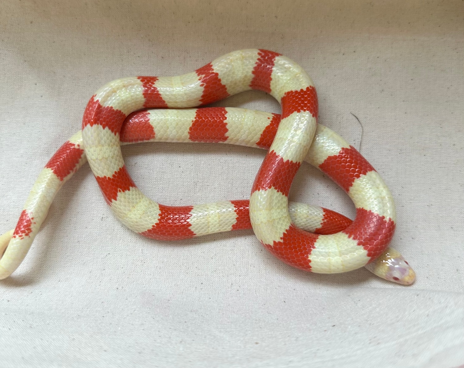 Albino Nelson's Milk Snake by The Savvy Serpent - MorphMarket