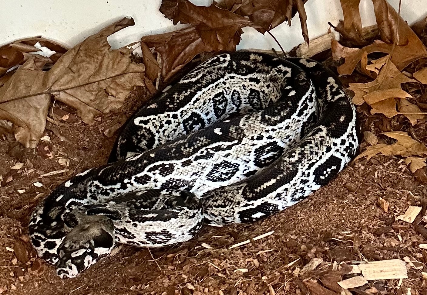 Leopard, 66% Het Albino Kahl Boa Constrictor by The Savvy Serpent ...