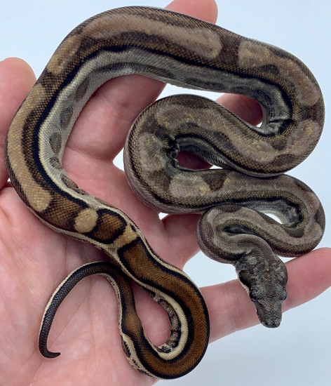 Motley Possible Jungle 100% Het Blood Eclipse Boa Constrictor by ...