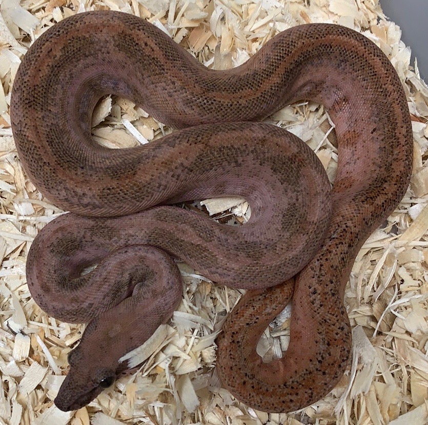 Possible Super Orangetail Hypo Leopard Boa Constrictor by Gilbert Boas ...