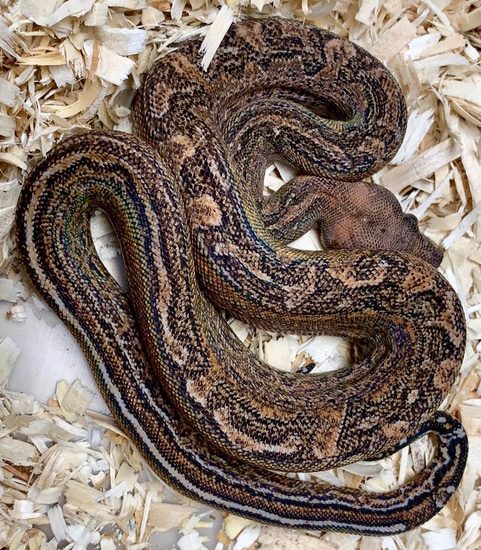 Leopard Possible Blood 66% Het Gilbert T+ Boa Constrictor by Gilbert ...