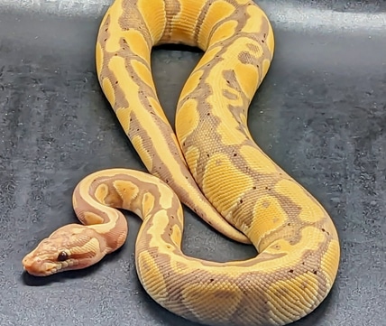 Specter / Yellow Belly Ball Python by Mags Morphs - MorphMarket