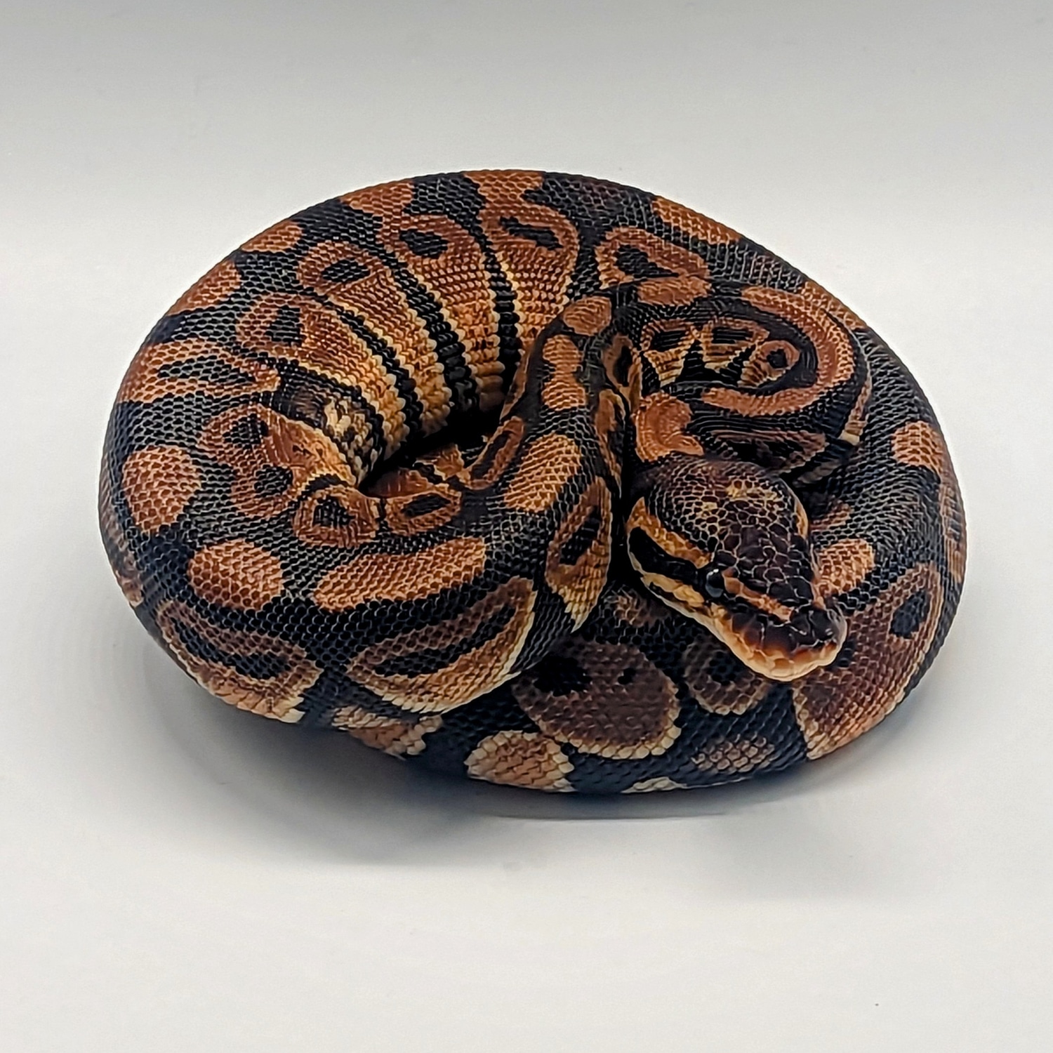 Normal Het Clown Ball Python by Mags Morphs - MorphMarket