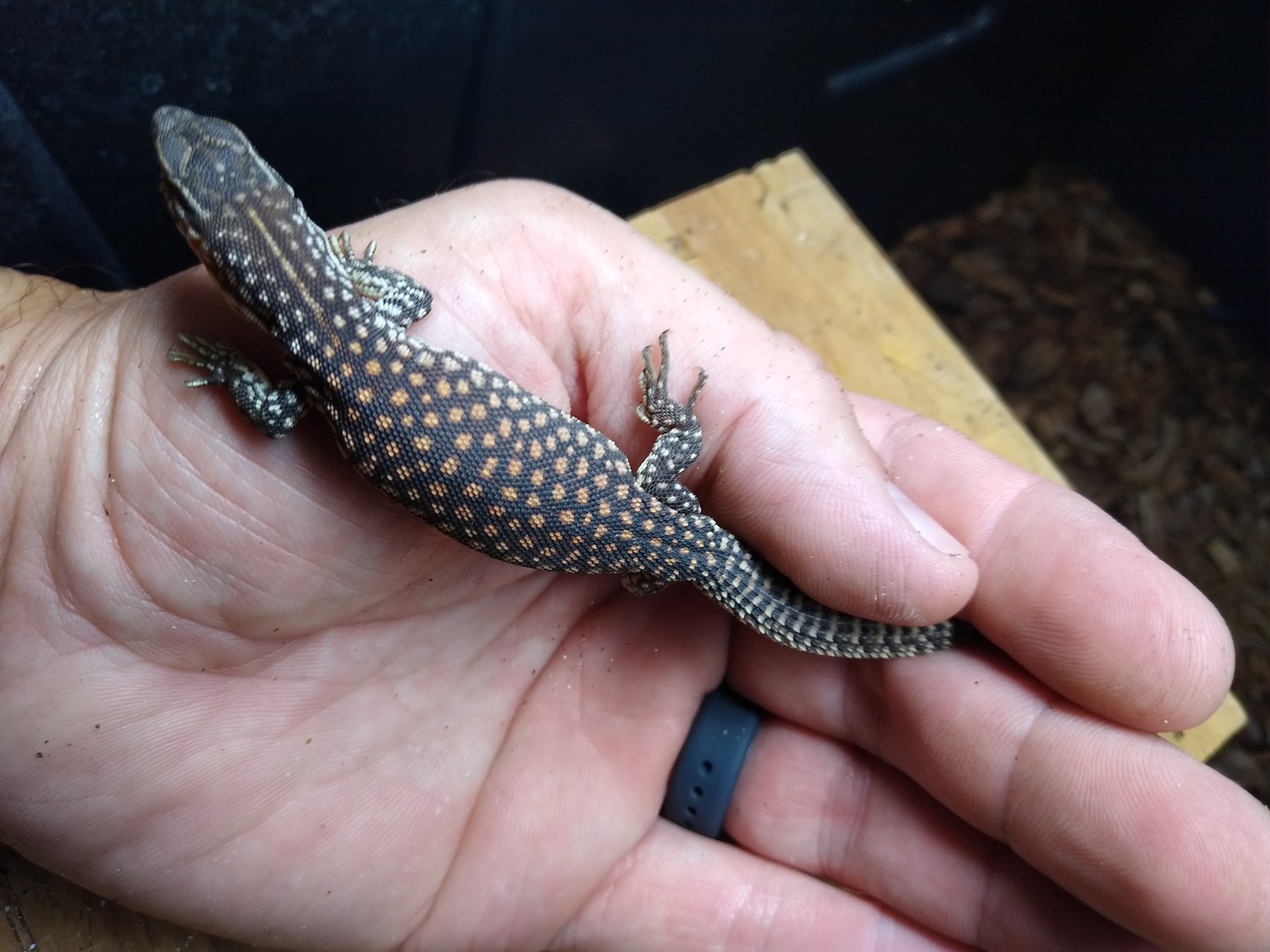 Red Ackies Spiny-Tailed Monitor by Gills and thrills pet shop - MorphMarket
