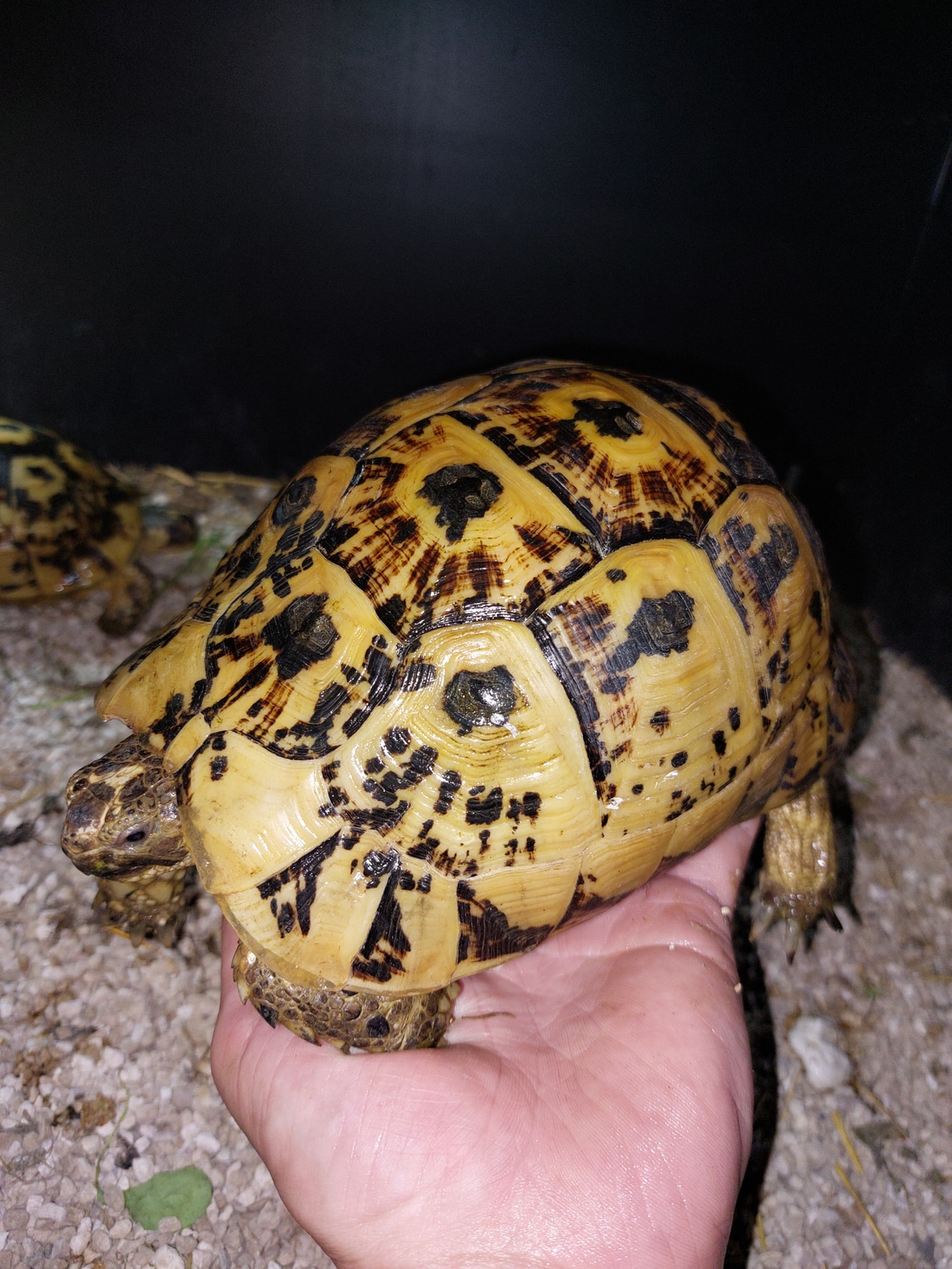Libyan Greek Tortoise by Gills and Thrills Pet Shop - MorphMarket