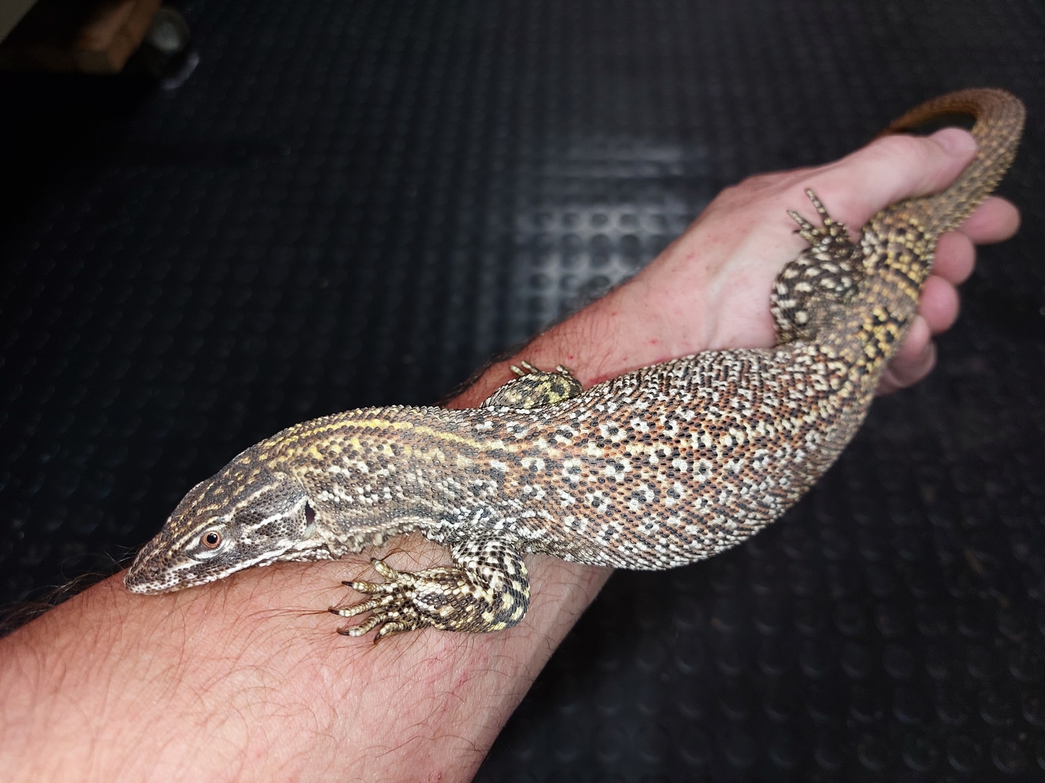 Red Ackie Spiny-Tailed Monitor by Gills and Thrills Pet Shop - MorphMarket