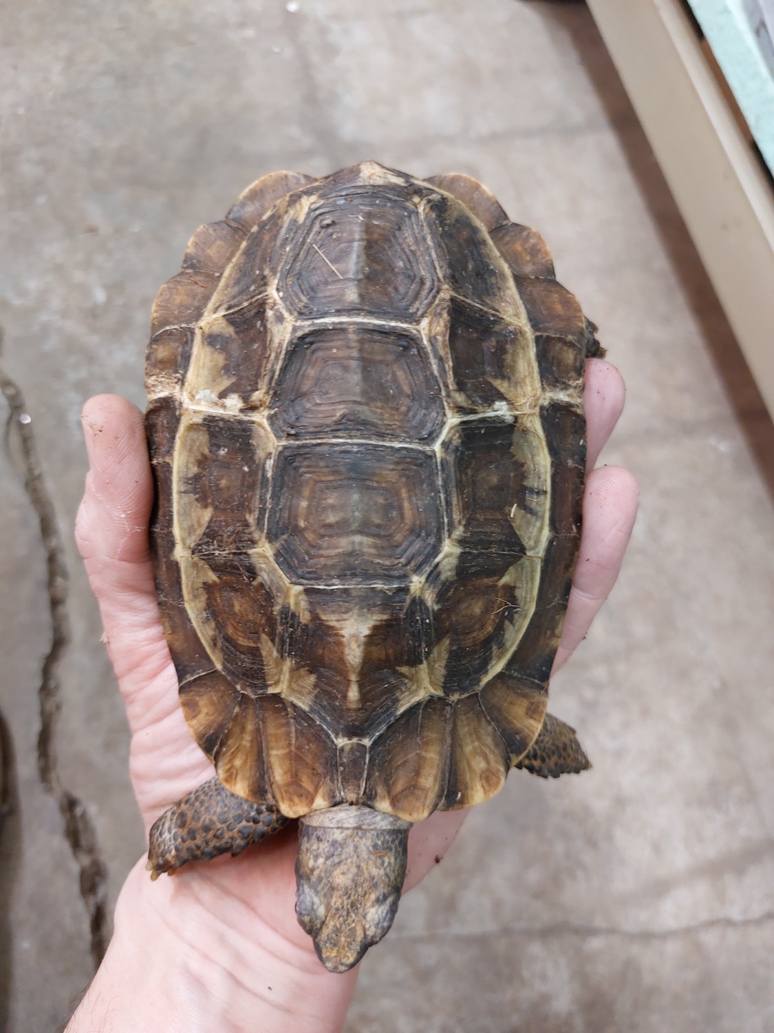 Kinyxis Homeana Home's Hinge-back Tortoise by Gills and Thrills Pet ...