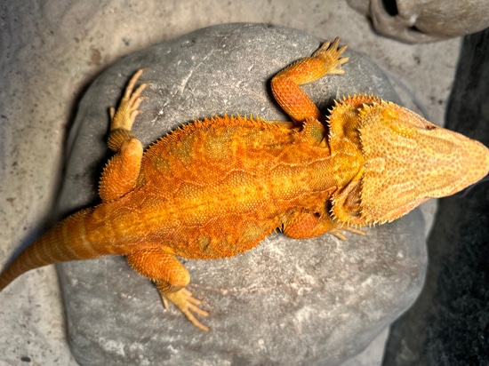 Hypo Leatherback Translucent Male Adult Central Bearded Dragon by ...