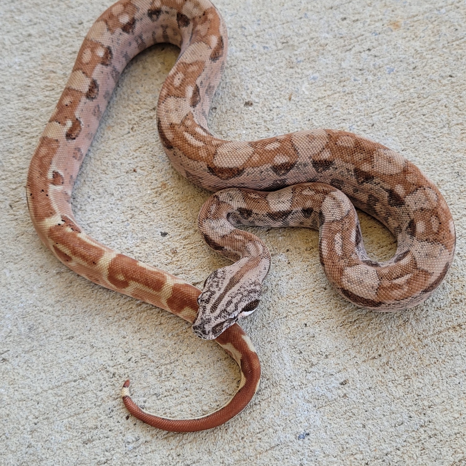 Hypo Aztec Ph Kahl Albino Boa Constrictor by GT Exotics - MorphMarket