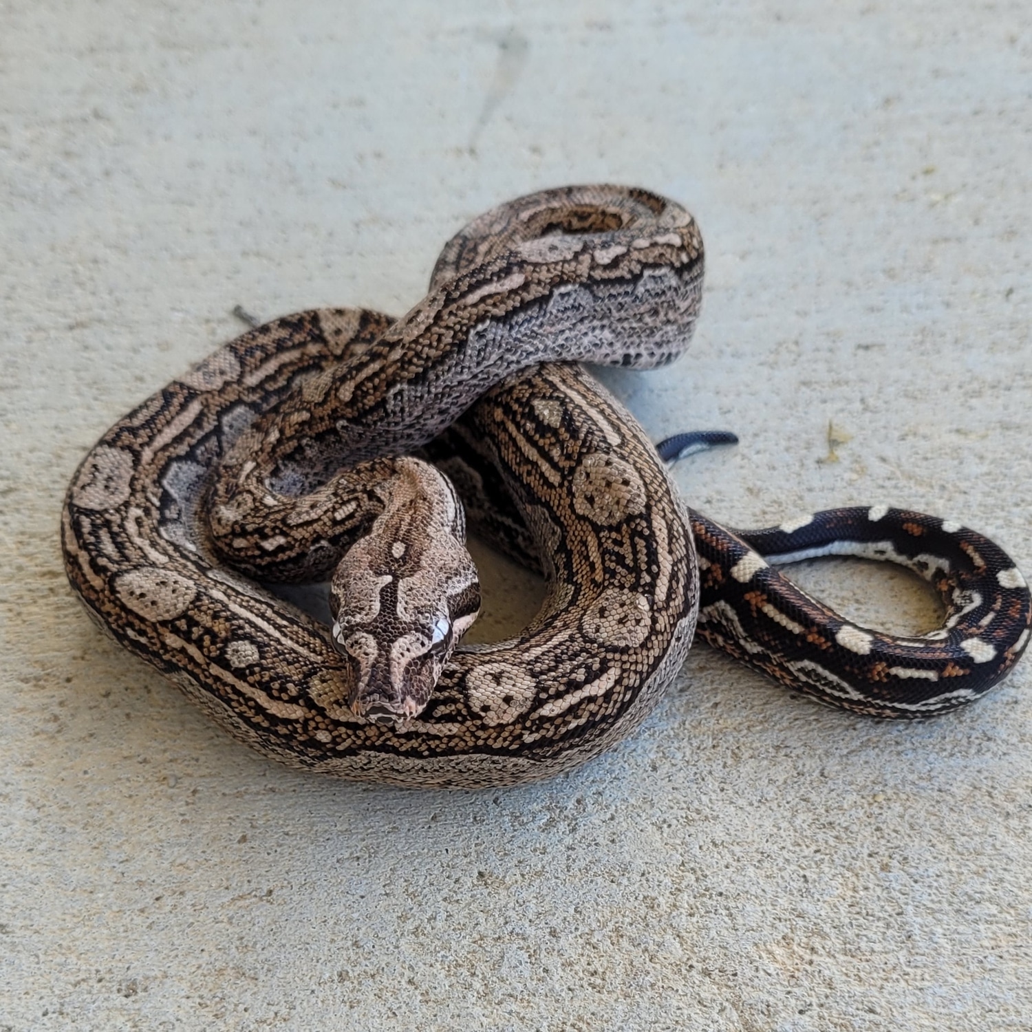 Aztec Arabesque Ph Kahl Albino Boa Constrictor by GT Exotics - MorphMarket