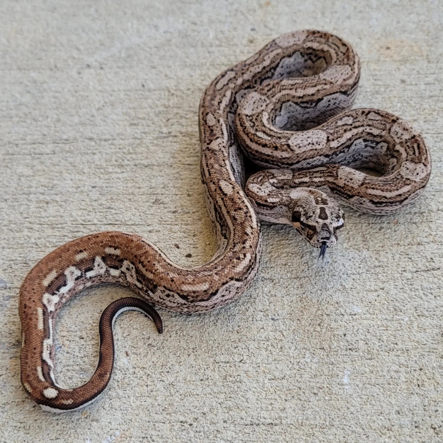 Hypo Aztec Arabesque Ph Kahl Albino Boa Constrictor by GT Exotics ...