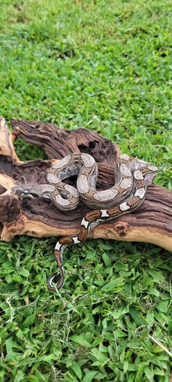 RLT Arabesque 66% Het Snow Boa Constrictor by GT Exotics