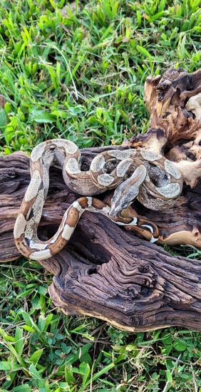 Hypo RLT Arabesque 66% Het Snow Boa Constrictor by GT Exotics
