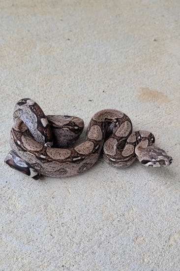 RLT Arabesque 66% Het Snow Boa Constrictor by GT Exotics
