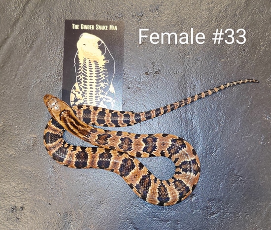 False Water Cobra (Potential Het. Lavanders) by Ginger Snake Man