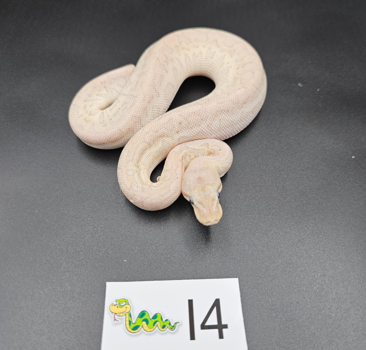 I4 Bamboo Leopard Hgw Het Clown Ball Python by DWC Royals - MorphMarket