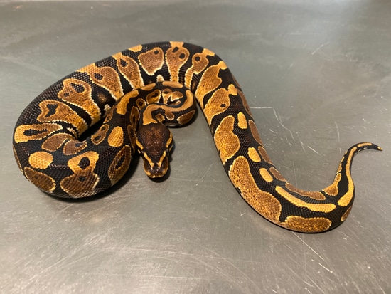 50% Het Clown 50% Het Ghost Ball Python by Valle Reptiles