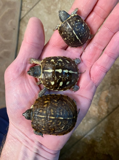 Ornate Box Turtles by Ginger Reptiles