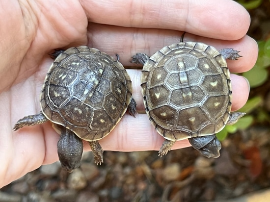 3 Toe Box Turtle Hatchling by Ginger Reptiles