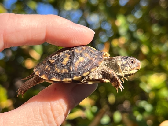 Ornate Box Turtle Hatchlings by Ginger Reptiles